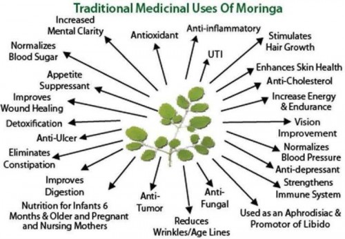 MORINGA LEAVES POWDER DRUMSTICK LEAVES POWDER moringa-leaves-powder-drumstick-leaves-powder