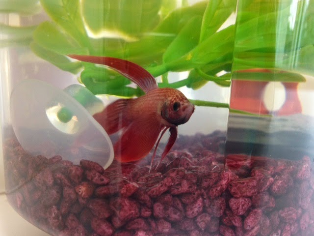 STA Classroom: Our Classroom Pet