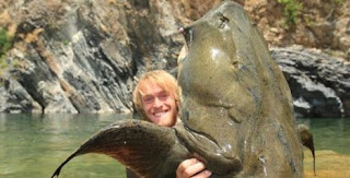 Giant Devil Catfish - The Goonch Catfish: Goonch Catfish Pictures