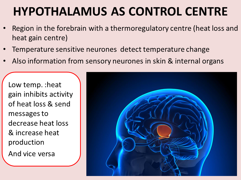 Grade 12: Chapter 3 - HOMEOSTASIS