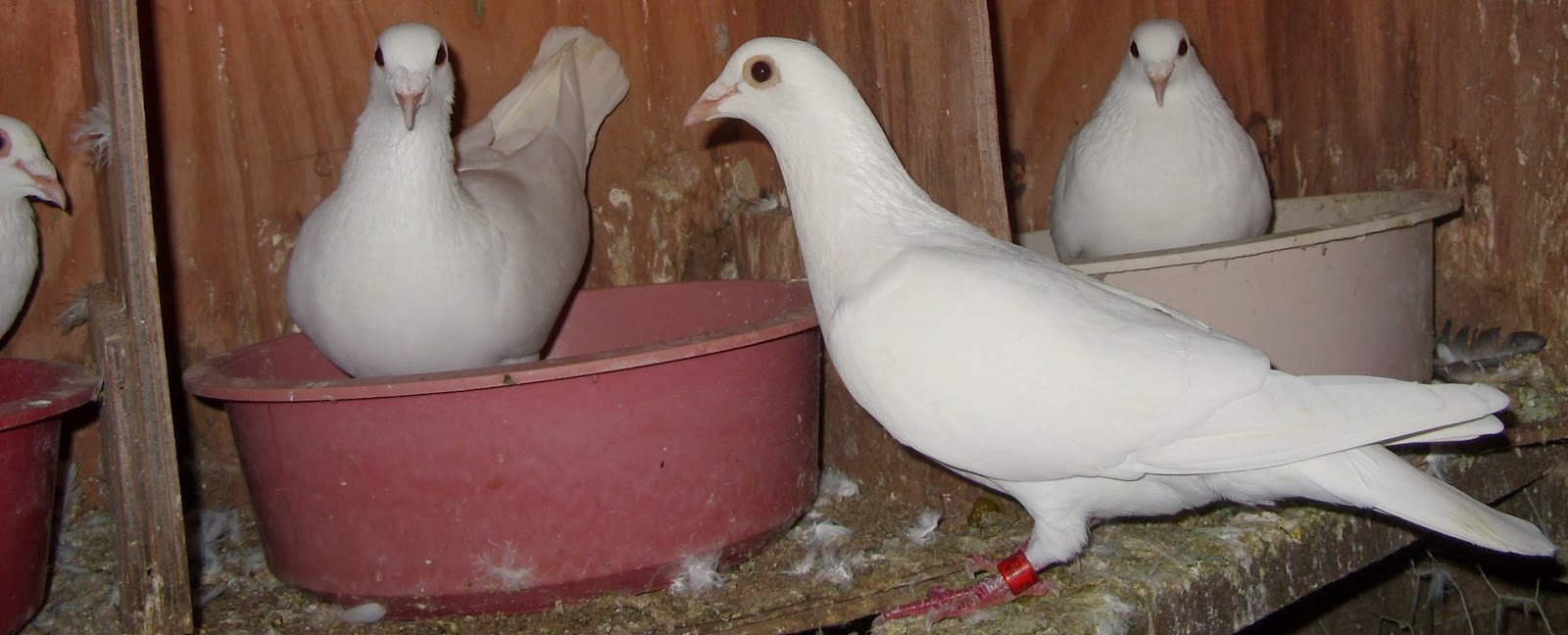 POMBAL DOS CARVALHOS: Pombos da linha branca