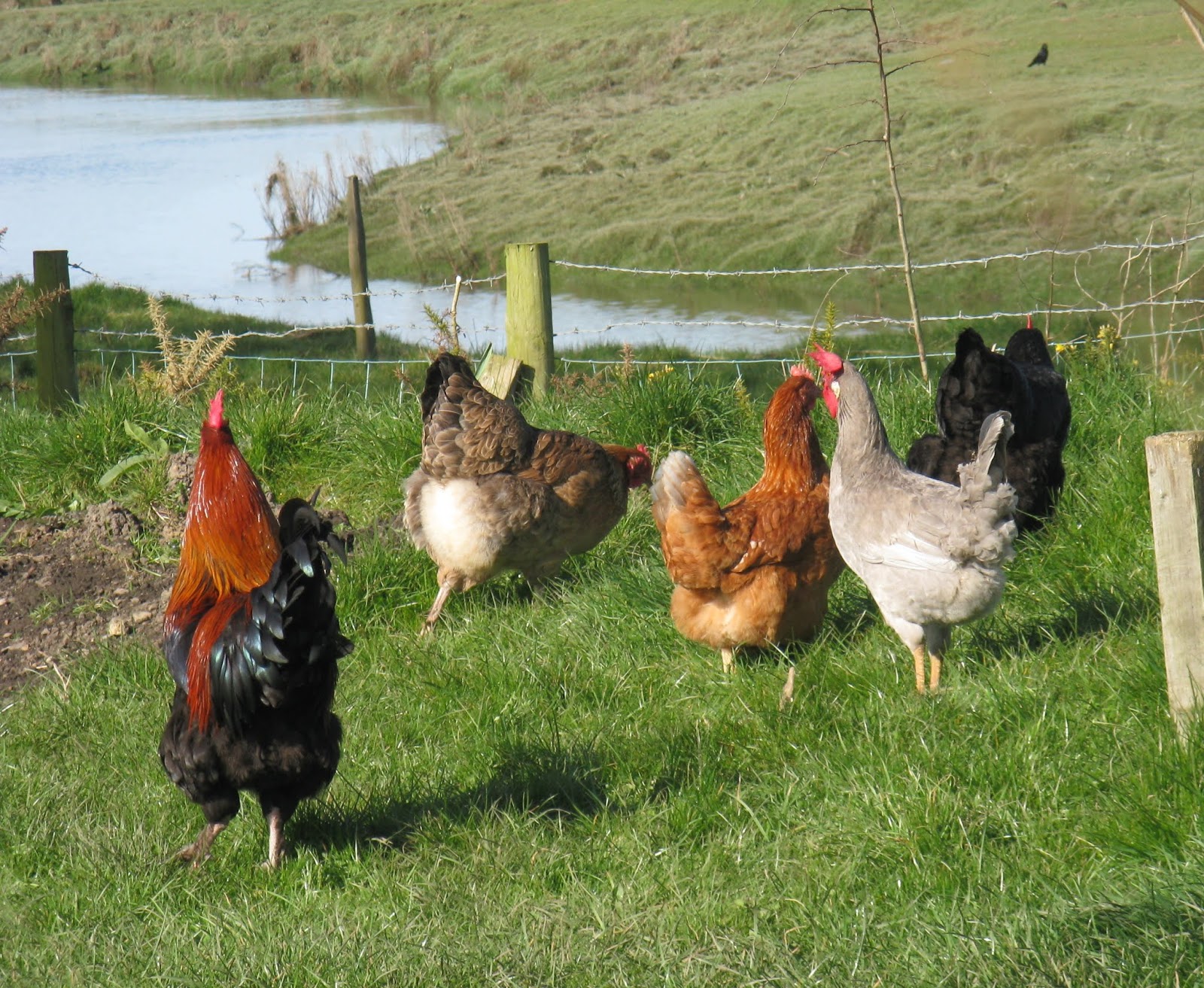 Professor P.Brain's blog: Chicken Mega-Farms for the UK?