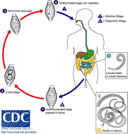 Laboratorium Analis Kesehatan: Cacing Cambuk (Trichuris trichiura ...