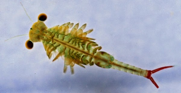 Biodiversity of British Columbia: Oregon Fairy Shrimp (Eubranchipus ...
