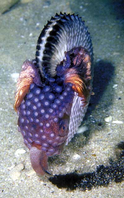 Alam Mengembang Jadi Guru: Eight Coolest Octopus