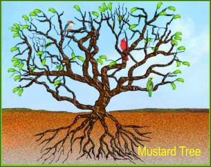 Apologia Christian Ministries: Mustard Seeds to Huge Trees!