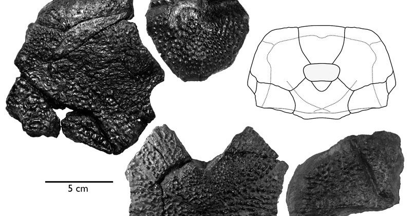 Species New to Science: [PaleoIchthyology • 2016] Bothriolepis rex • A ...