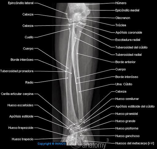 Anatomía Radiológica: abril 2014