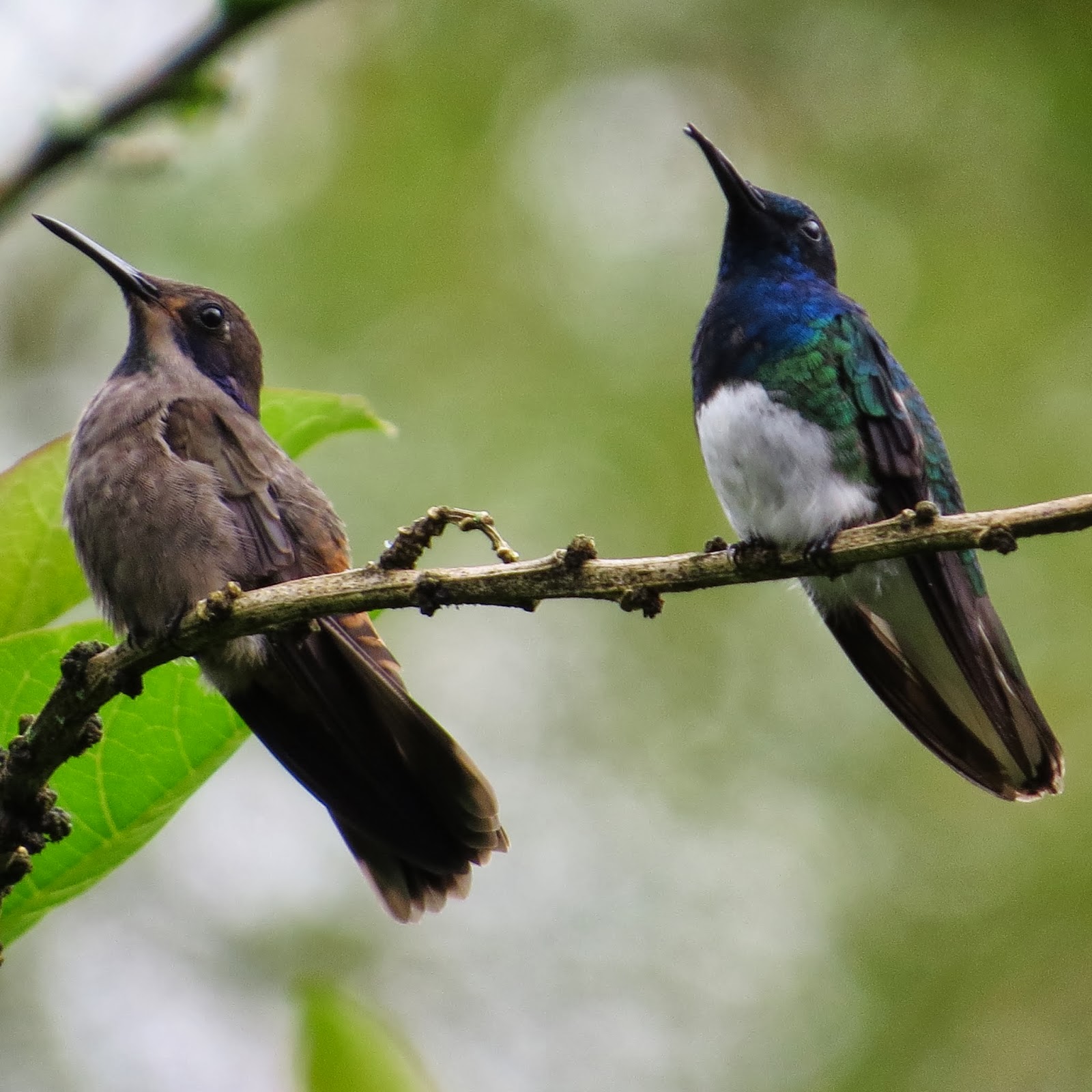 Sightings of a world traveler: The Funny Hummingbirds