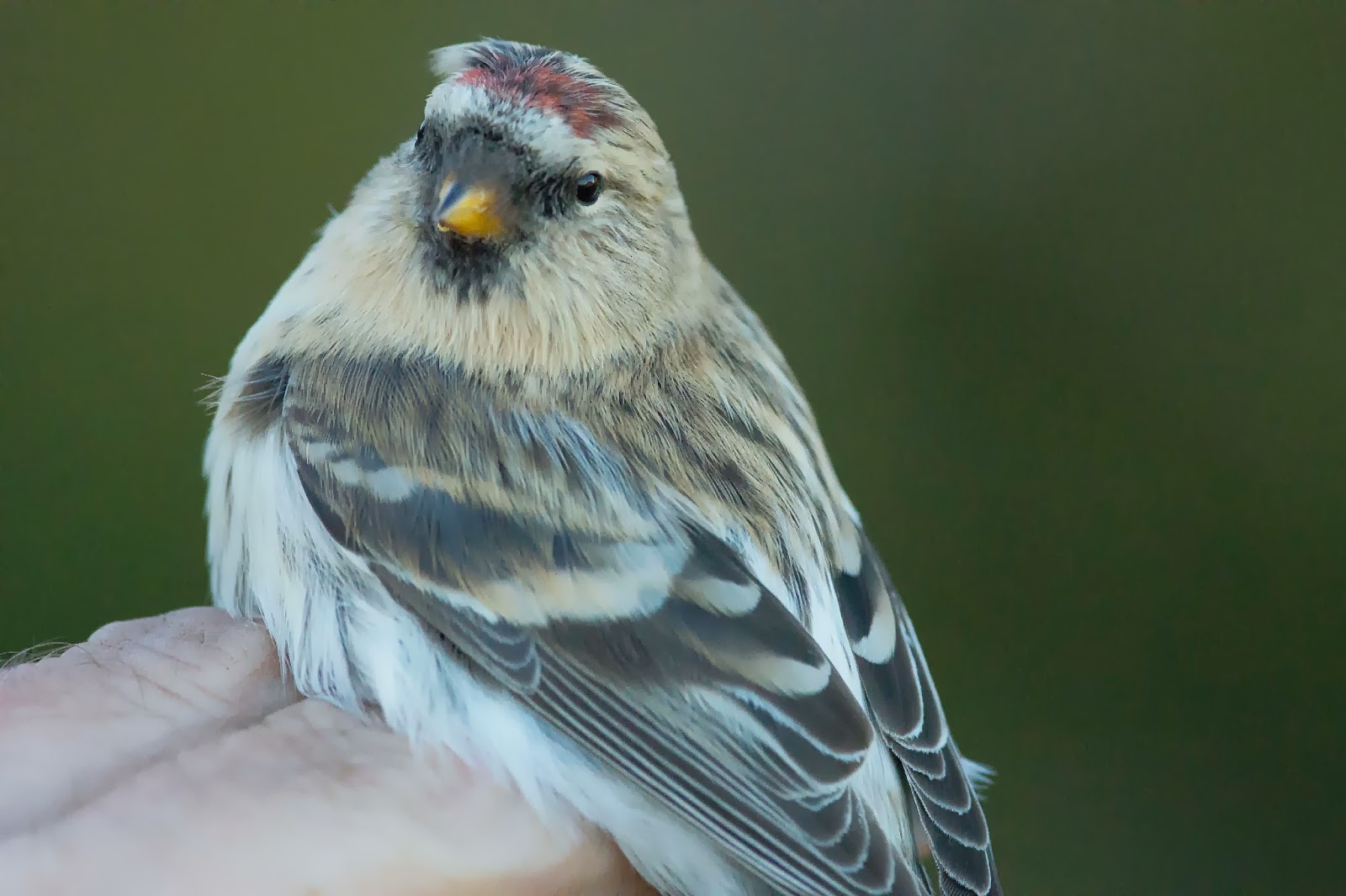 Bert's Bird Blog: redpolls, redpolls, redpolls...