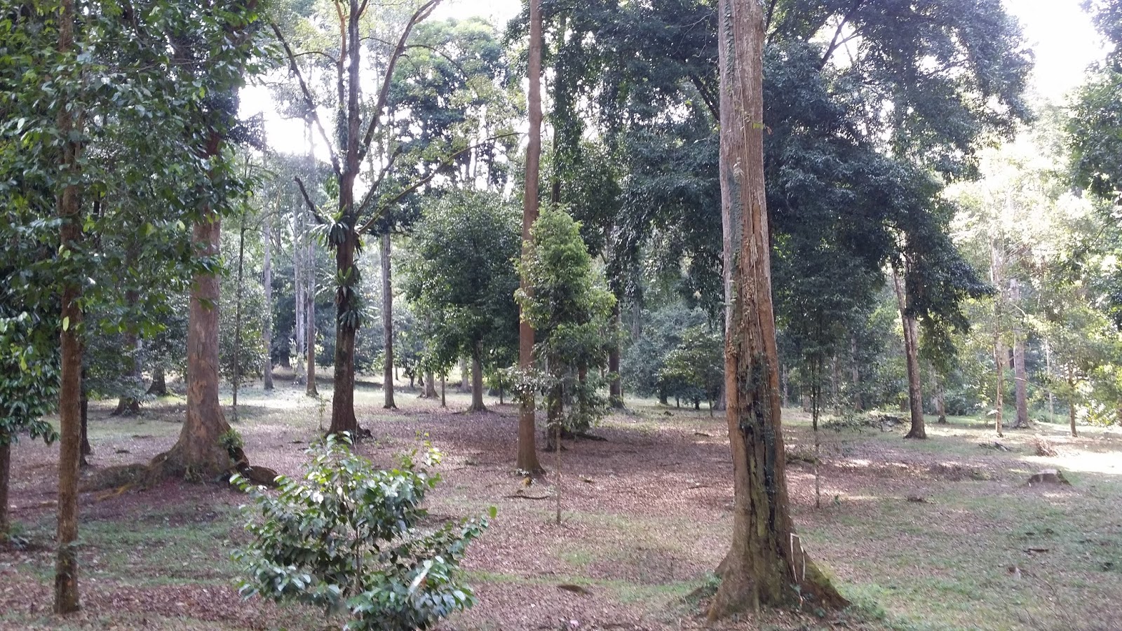 Real Life Is Real: Kisah Benar berCanopy Walk di HUTAN FRIM