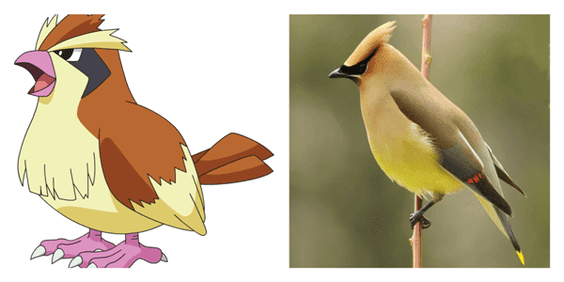 20 Pokemon and Their Real Life Counterparts