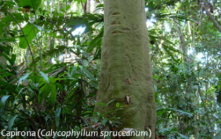 Raices Peruanas S.A.: Rentabilidad de la producción de la Capirona: