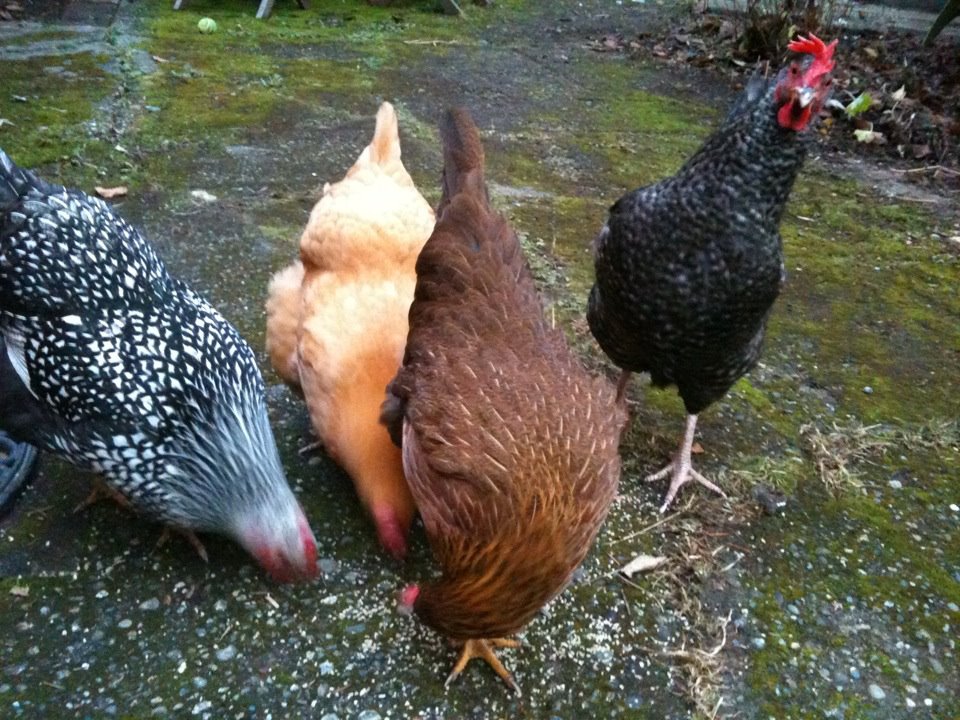 The Blue Between: Merry Chickmas!