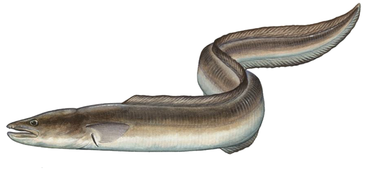 ANIMAIS DA RIA FORMOSA: Peixes 2