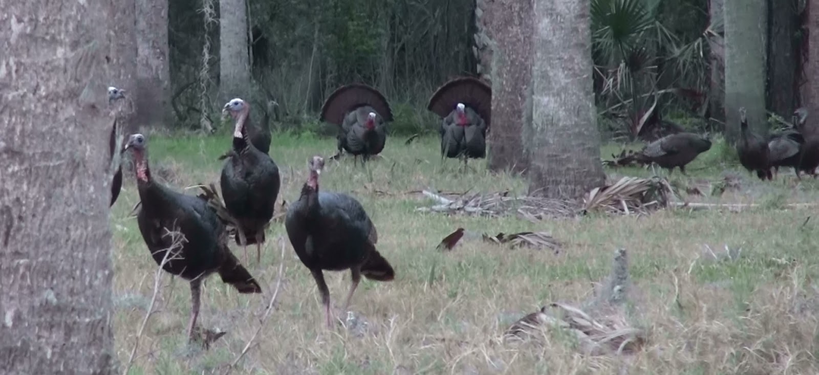trophy-hunting: Florida Turkey Hunting Report #1 2012