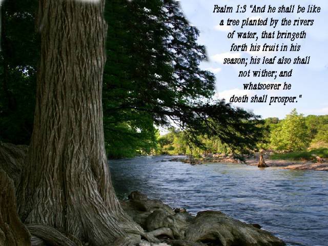 A Priceless Possession: A Tree Planted By The Riverbank