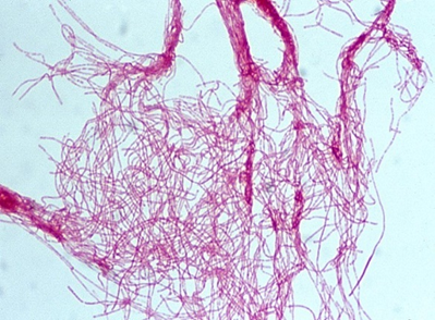 microorganismos : febrero 2019