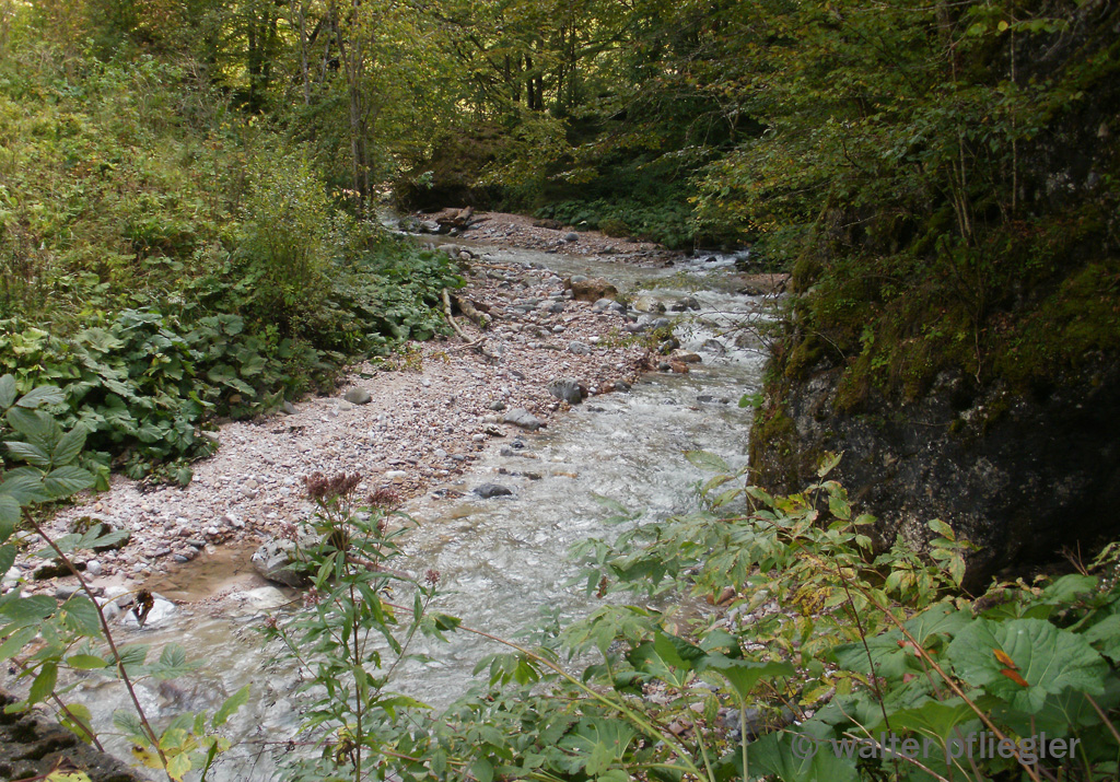 Nature photos from an Amateur Naturalist: Bihor Mountains, Romania ...