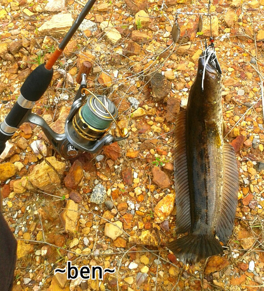 Channidae family of snakehead fish: IKAN BUJUK DAN IKAN HARUAN ( SNAKEHEAD)