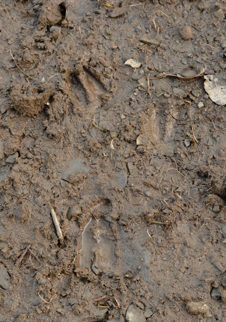 Woods Walks and Wildlife: 2017