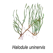 Just Know: jenis-jenis lamun