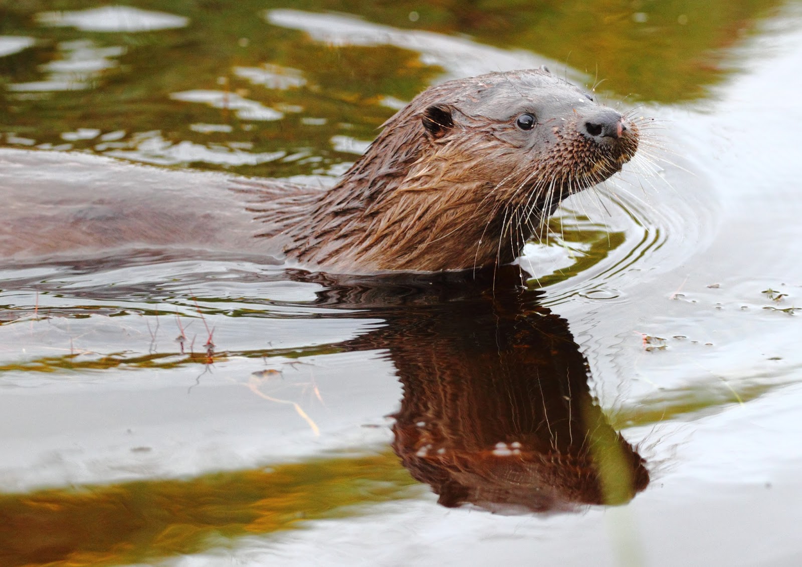 Otto the Otter: Some new photos of Otto