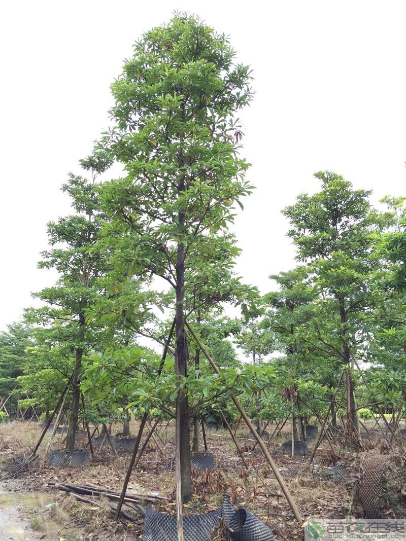 Rudraksha Cilacap: Jenitri (Elaeocarpus ganitrus)