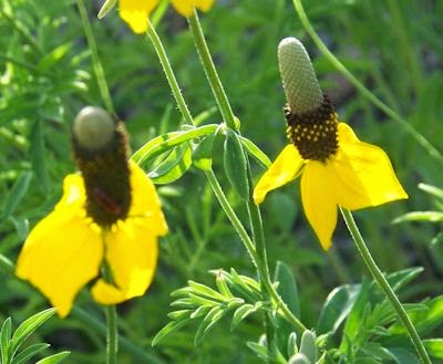Pulido Sánchez BioTech: Traqueófitas