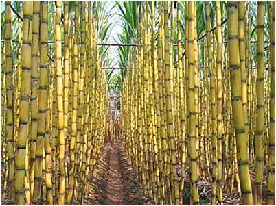 Eyang Tebu: Mengenal Tanaman Tebu