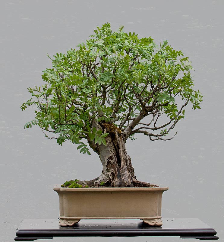 Walter Pall Bonsai Adventures: Rowan #1