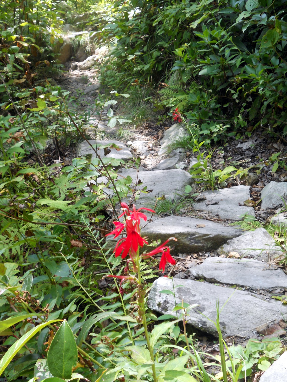Hiking with a Fat Bald White Guy: Linville Gorge - Spence Ridge ...