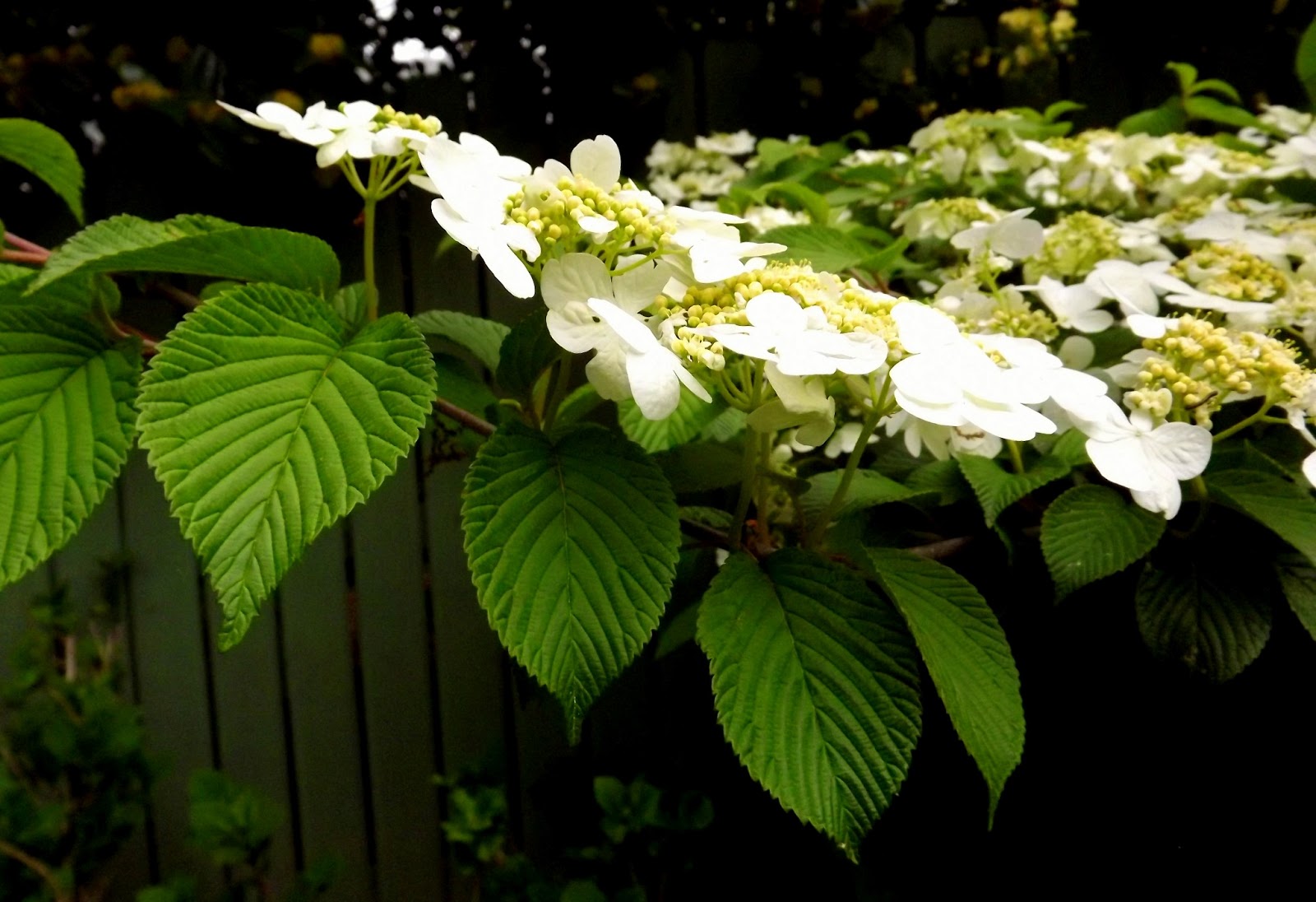 Forsythia Hill Finds: Historic Garden Week - Richmond VA Gardens