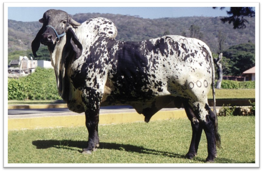 Ganadería del siglo XXI: "SARDO" RAZA CEBUINA, ORIGEN Y CARACTERISTICAS