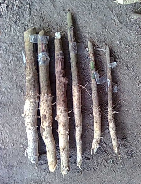 MEN SAHANG LAH MIRAH: teknik okulasi karet