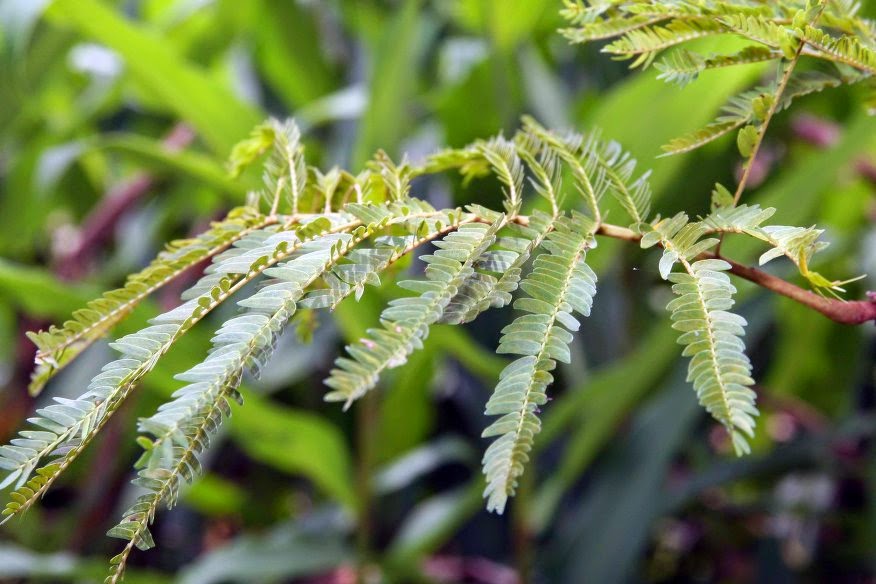 Flora de Puerto Rico Ilustrada Papo Vives: Mimosoideae COJOBA ARBOREA ...