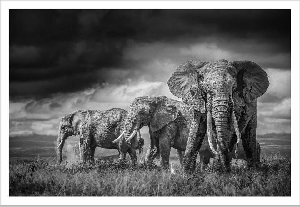 Wildlife nature photos by Federico Veronesi from Kenya - ArtGalaxy8