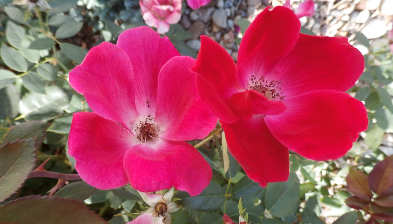 Larry's Photo a Day: A Rose is a Rose.......