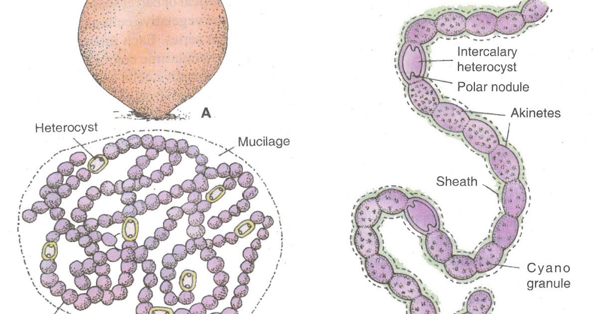 NOSTOC - STRUCTURE OF VEGETATIVE BODY AND REPRODUCTION