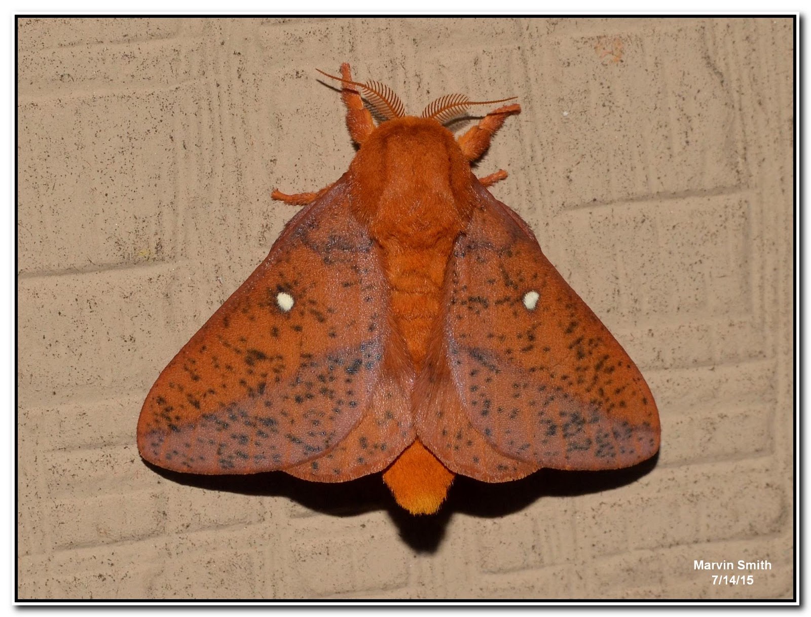 Nature in the Ozarks: Spiny Oakworm Moth (Anisota stigma - 7716)
