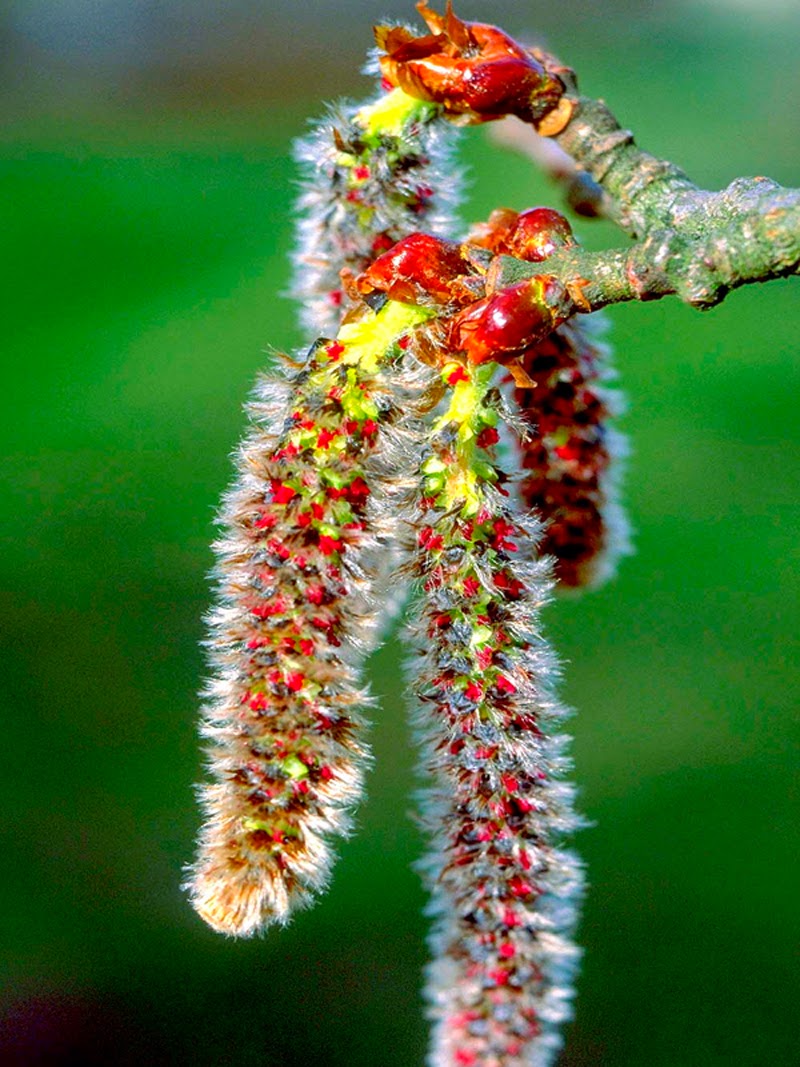 Tu Salud Para Siempre: Flores de Bach - ASPEN (Álamo Temblón): Miedos y ...