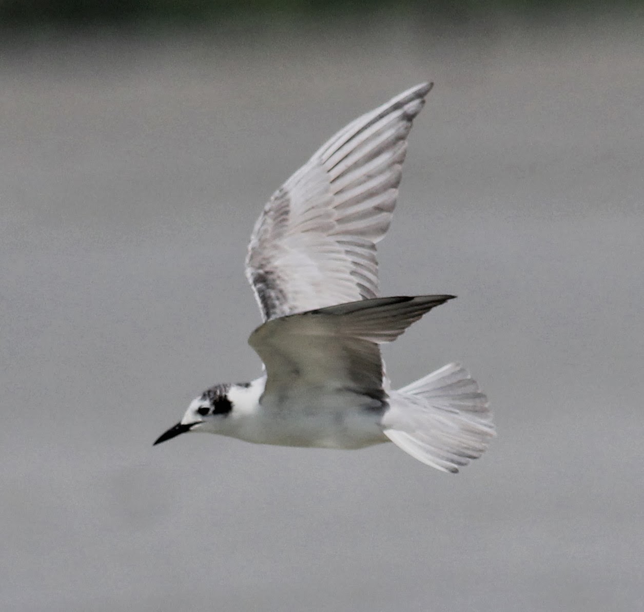 Ron-Nature-Adventures: White-Winged Tern (Chlidonias Leucopterus)