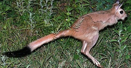 Cannundrums: South African Springhare