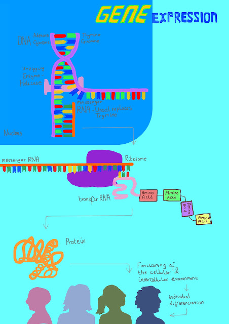 Masters Project Science Animation: Infographic RNA Translation