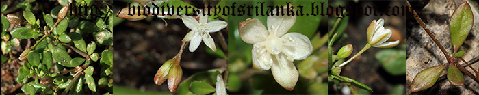 Biodiversity of Sri Lanka: හීන් අල[Heen Ala](Glinus oppositifolius [Syn ...