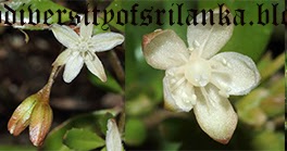 Biodiversity of Sri Lanka: හීන් අල[Heen Ala](Glinus oppositifolius [Syn ...