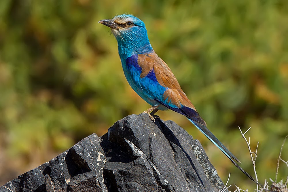 Ornito Addiction: Carraca abisinia, Abyssinian roller, Coracias ...
