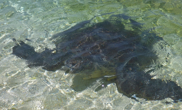 Maunie of Ardwall: Chesterfield Reef Photos Part 4: Turtles, Sharks and ...