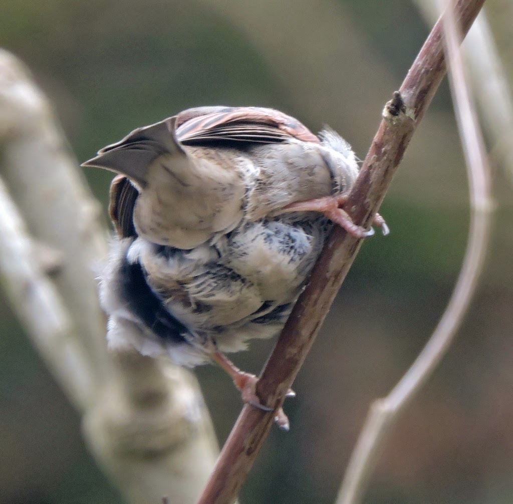Dartmoor Ramblings: April 2015