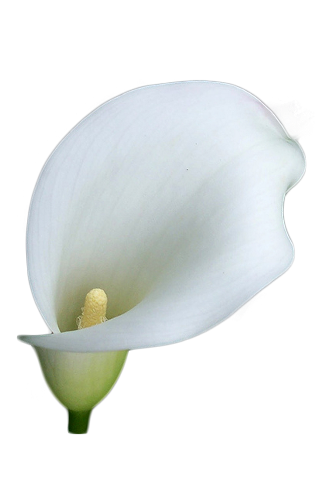 MARCOS GRATIS PARA FOTOS: FLOR ALCATRAZ PNG,